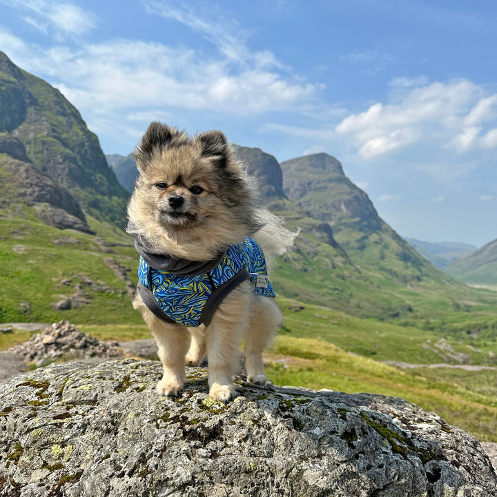 Poppers Back Fastening – McTogs by Glenndarcy